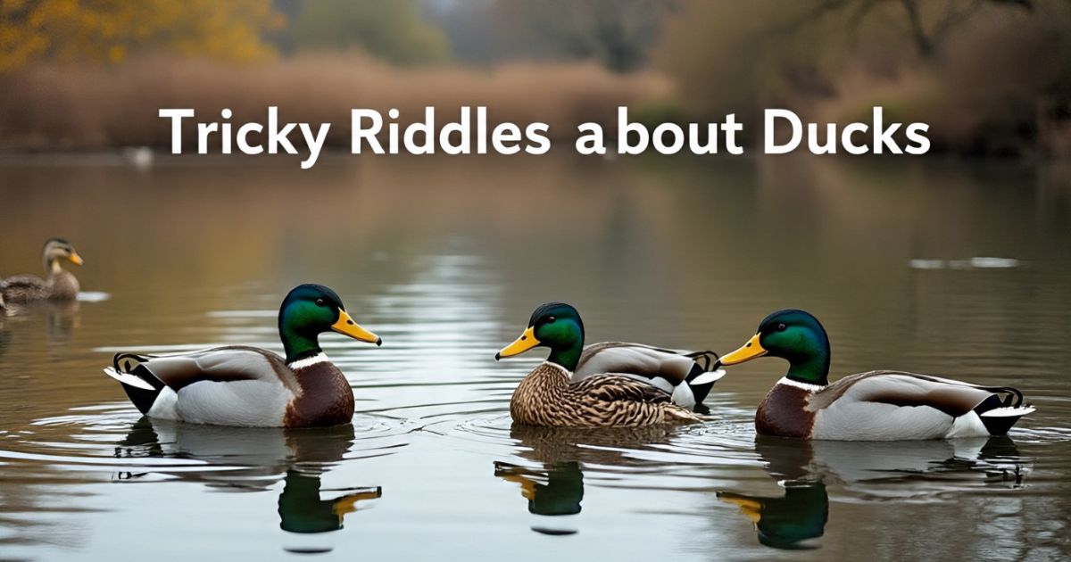 120+ Best Riddles About Ducks To Test Your Wits
