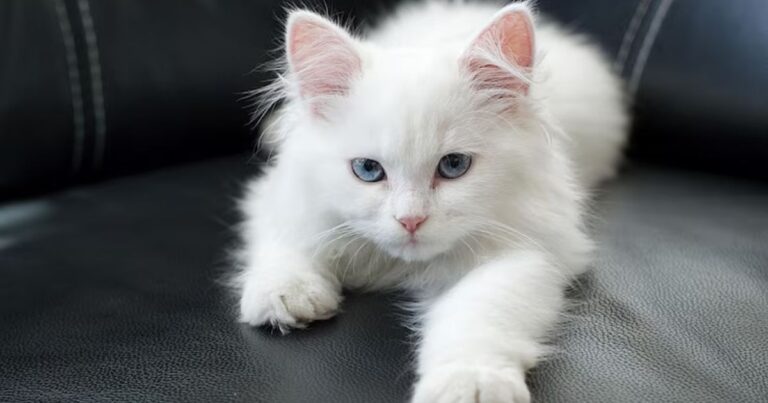 20 Clever Cat Riddles With Answers For Kids, Families And Puzzle Lovers