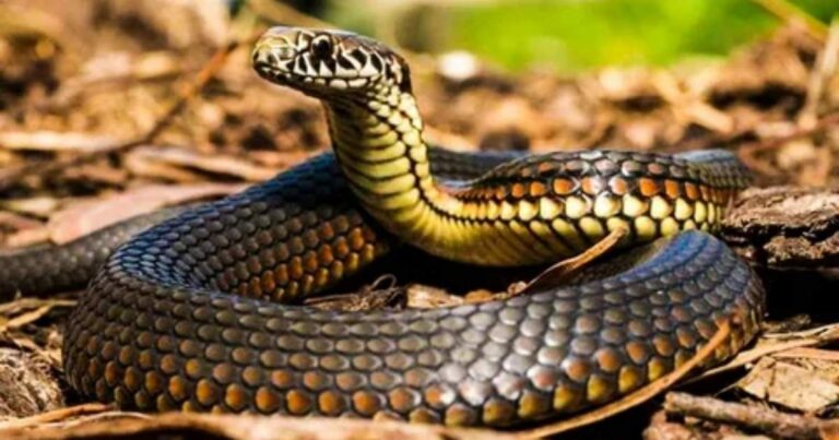 15 Best Snake Riddles For Kids That Are Fun And Tricky 🐍